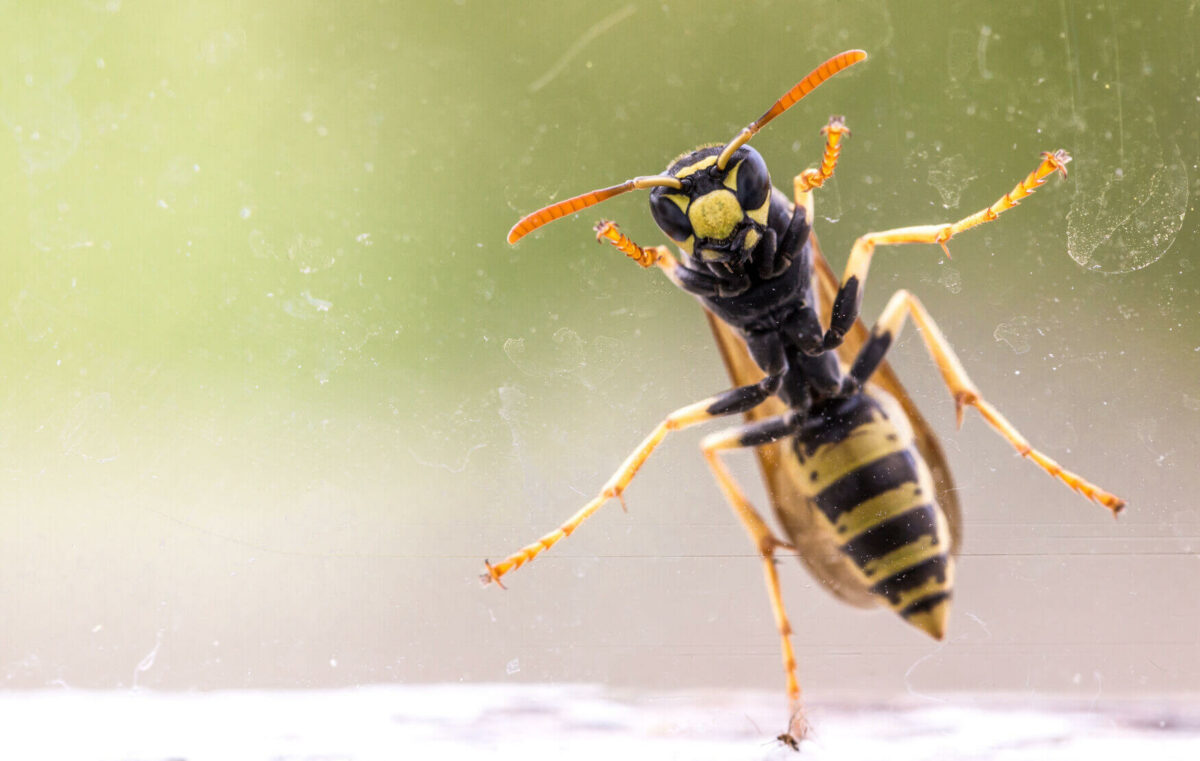 How To Effectively Keep Stinging Insects Away From Your Home
