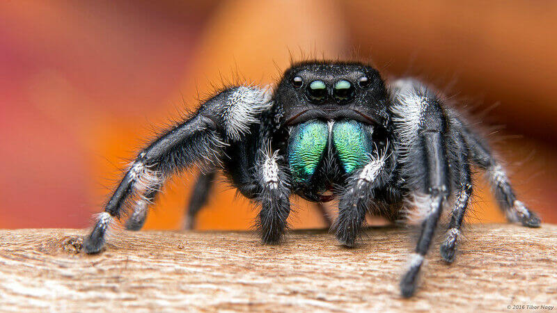 15 Common Spiders in Pennsylvania That Invade Your Home