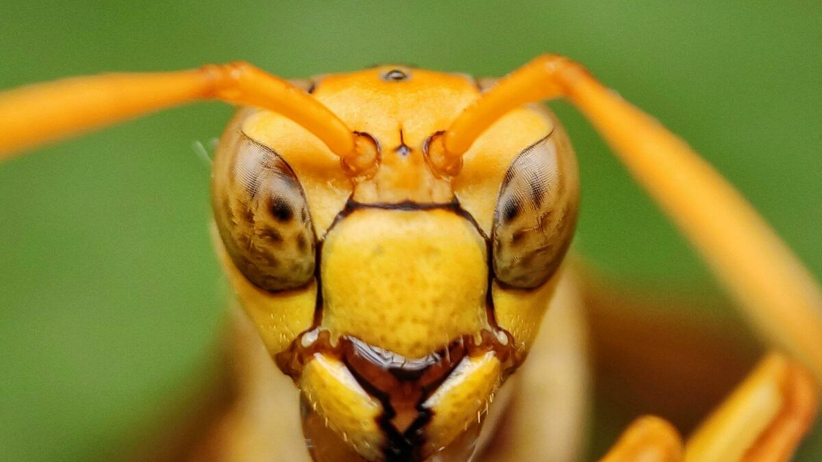 The Stinging Insects of Summer | Pestcor