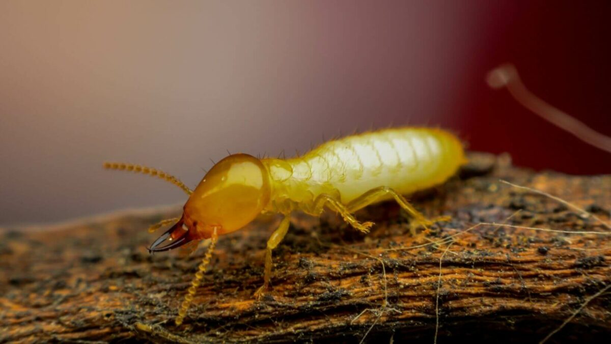 8 Proven Strategies to Protect Your Property from Termites