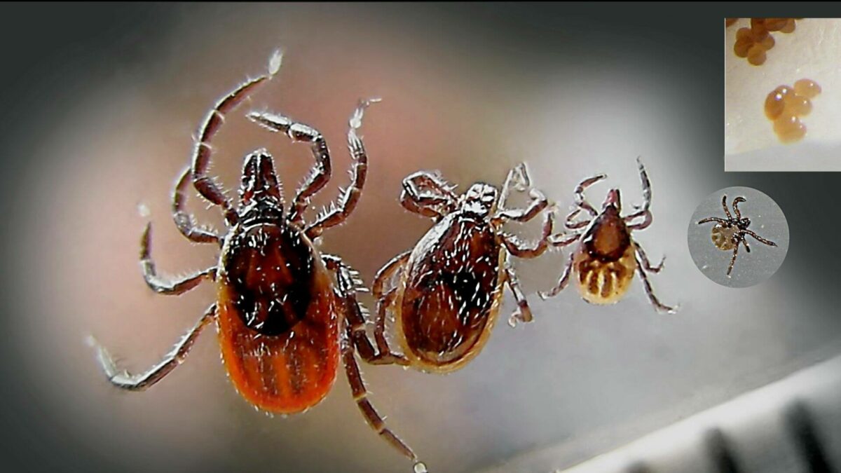 Tick and Lyme Disease Prevention in Pennsylvania: Stay Safe This Spring